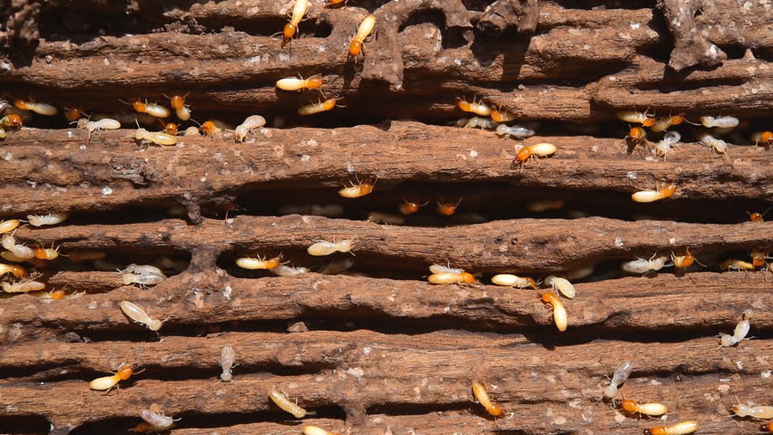 Termite Feeding Habits & Behaviours - All Clear Pest Control & Termite ...