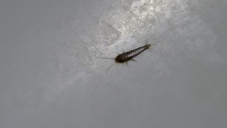 SILVERFISH – HAVE YOU EVER THOUGHT ABOUT THESE PESTY INSECTS. | All ...